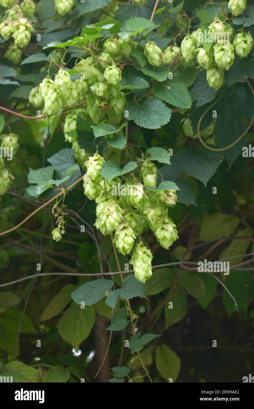 Bitter hop variety hi-res stock photography and images - Alamy