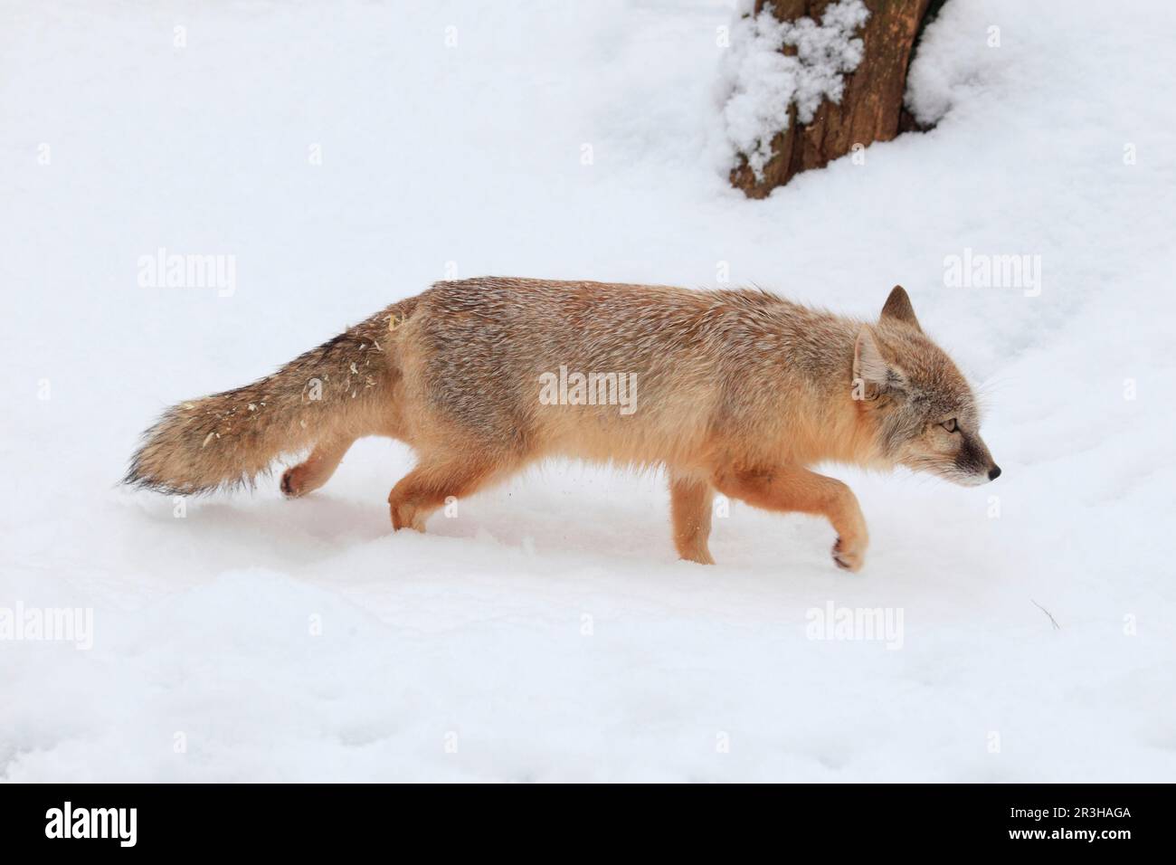 Corsican fox (Vulpes corsac Stock Photo - Alamy