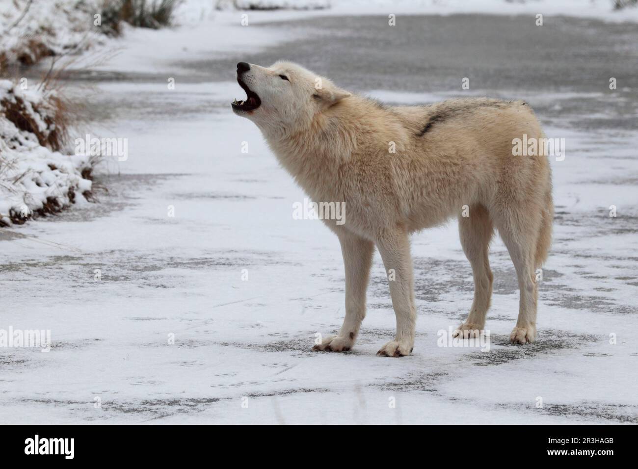 Tundra wolf (Canis lupus albus), detachable Stock Photo - Alamy