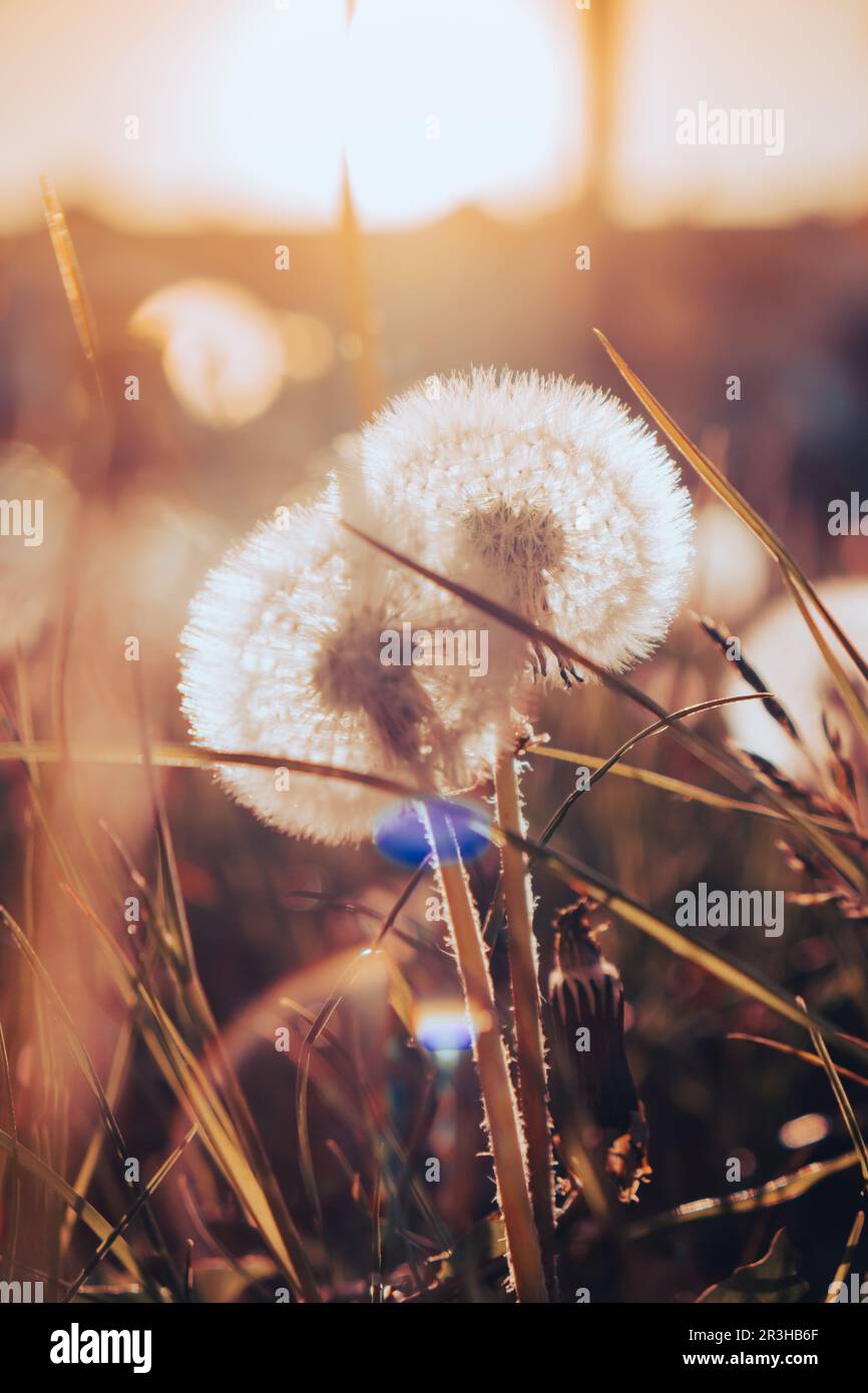 Dandelion blossom at sunset. Fluffy dandelion bulb gets swept away by ...
