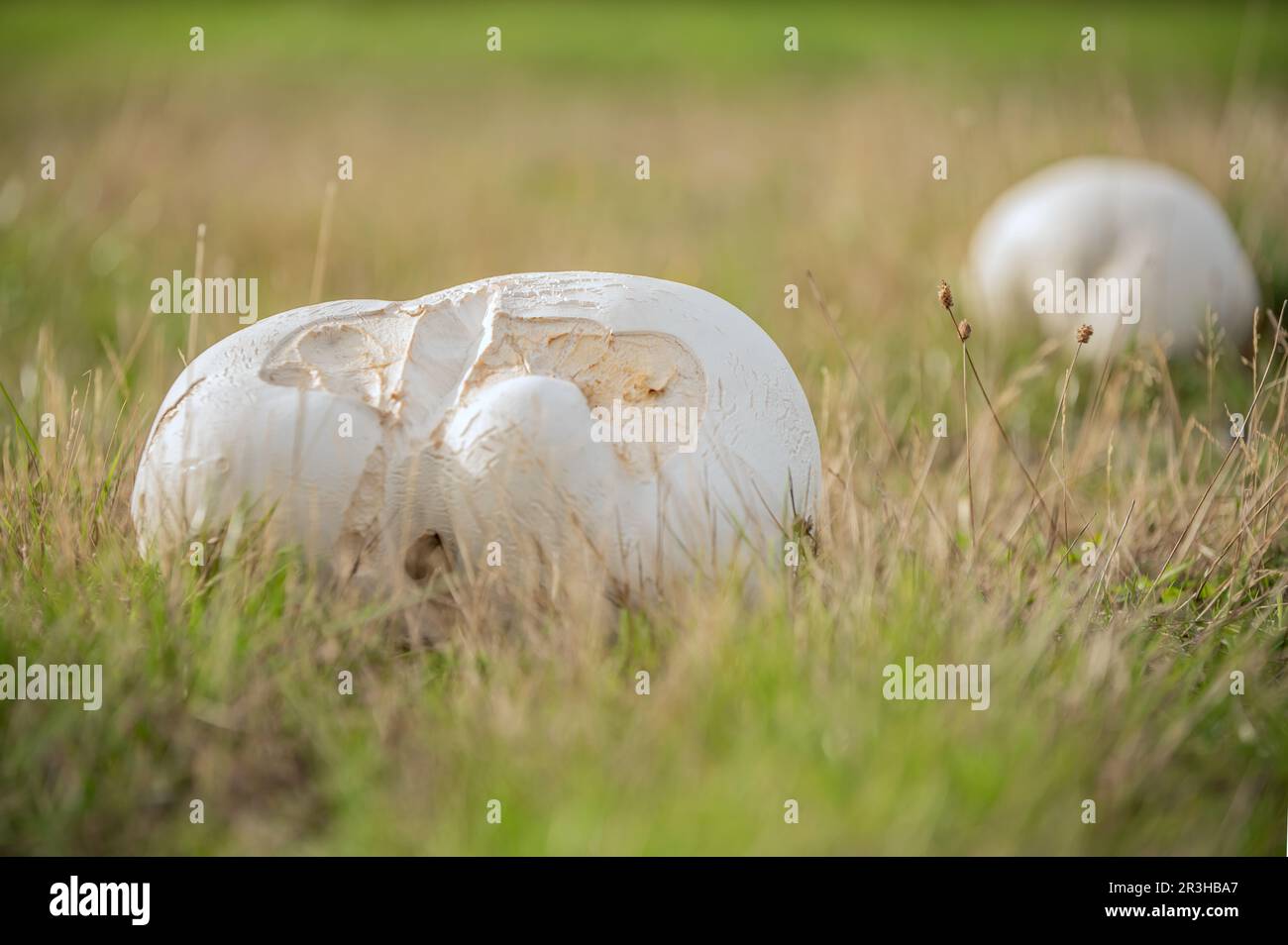 Spherical bodies hi-res stock photography and images - Alamy