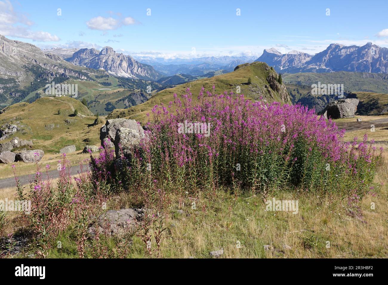 Willow roes on Padon ridge Stock Photo - Alamy