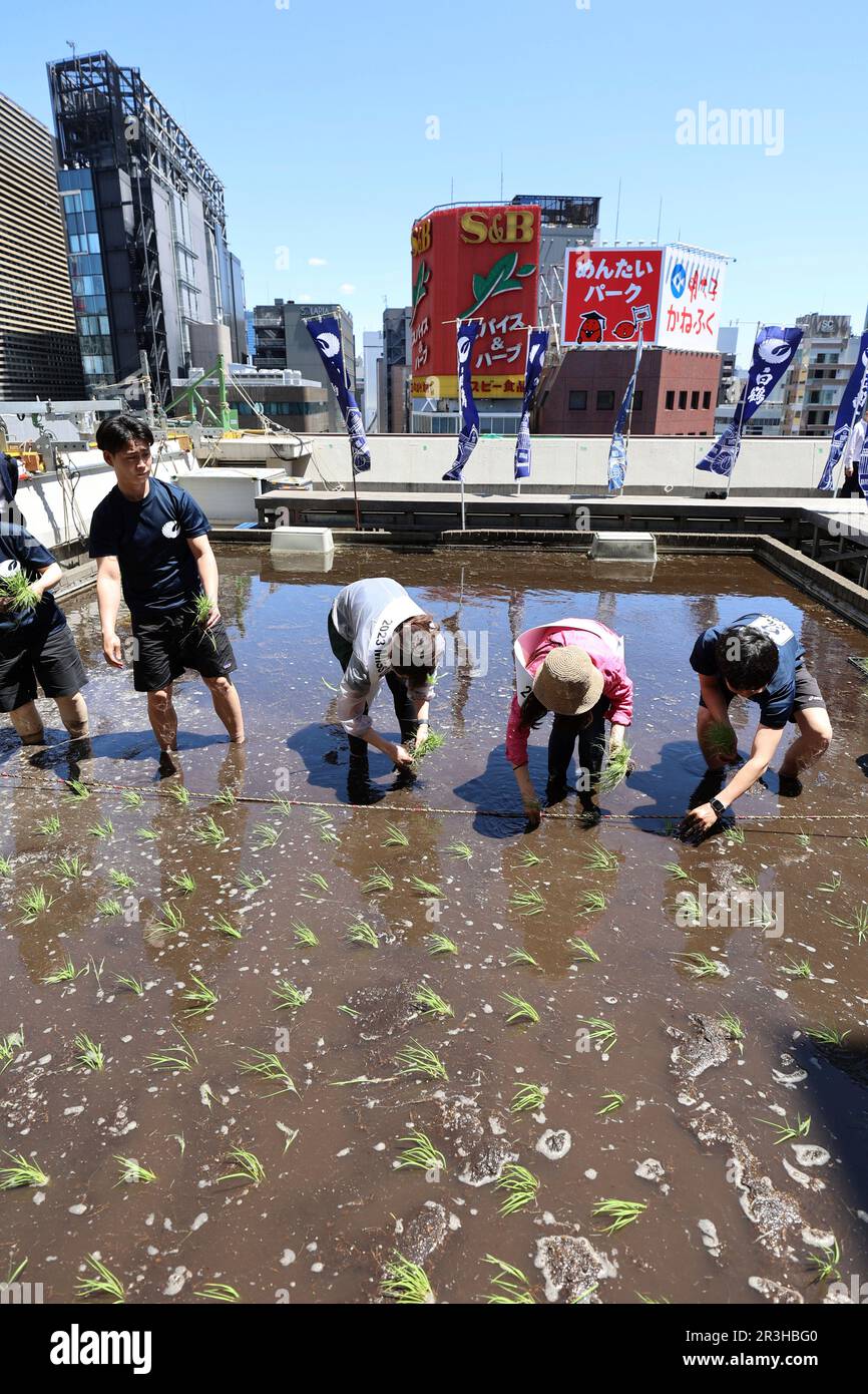 Hakutsuru Sake Brewing Co. set out rice-plants for sake on the rooftop ...