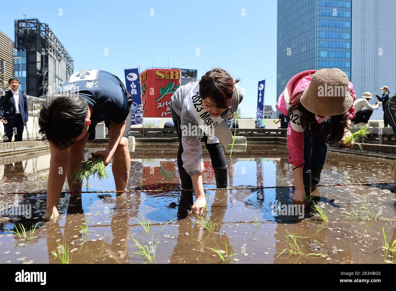 Hakutsuru Sake Brewing Co. set out rice-plants for sake on the rooftop ...