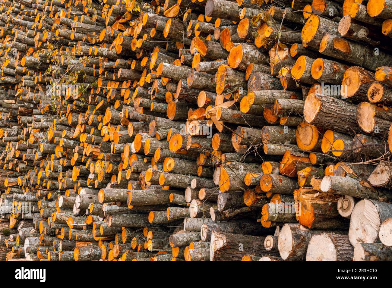 Pile of wood logs Stock Photo - Alamy