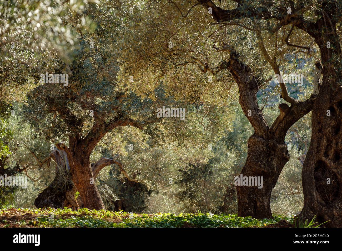 Arbol de oliva hi-res stock photography and images - Alamy