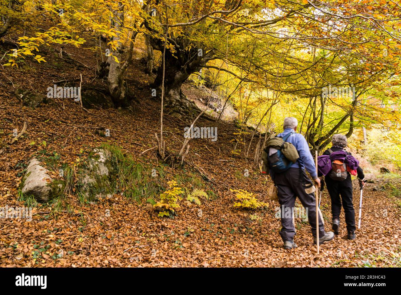 bosque de Carlac, - hayedo de Carlac-, Bausen, valle de Aran ...