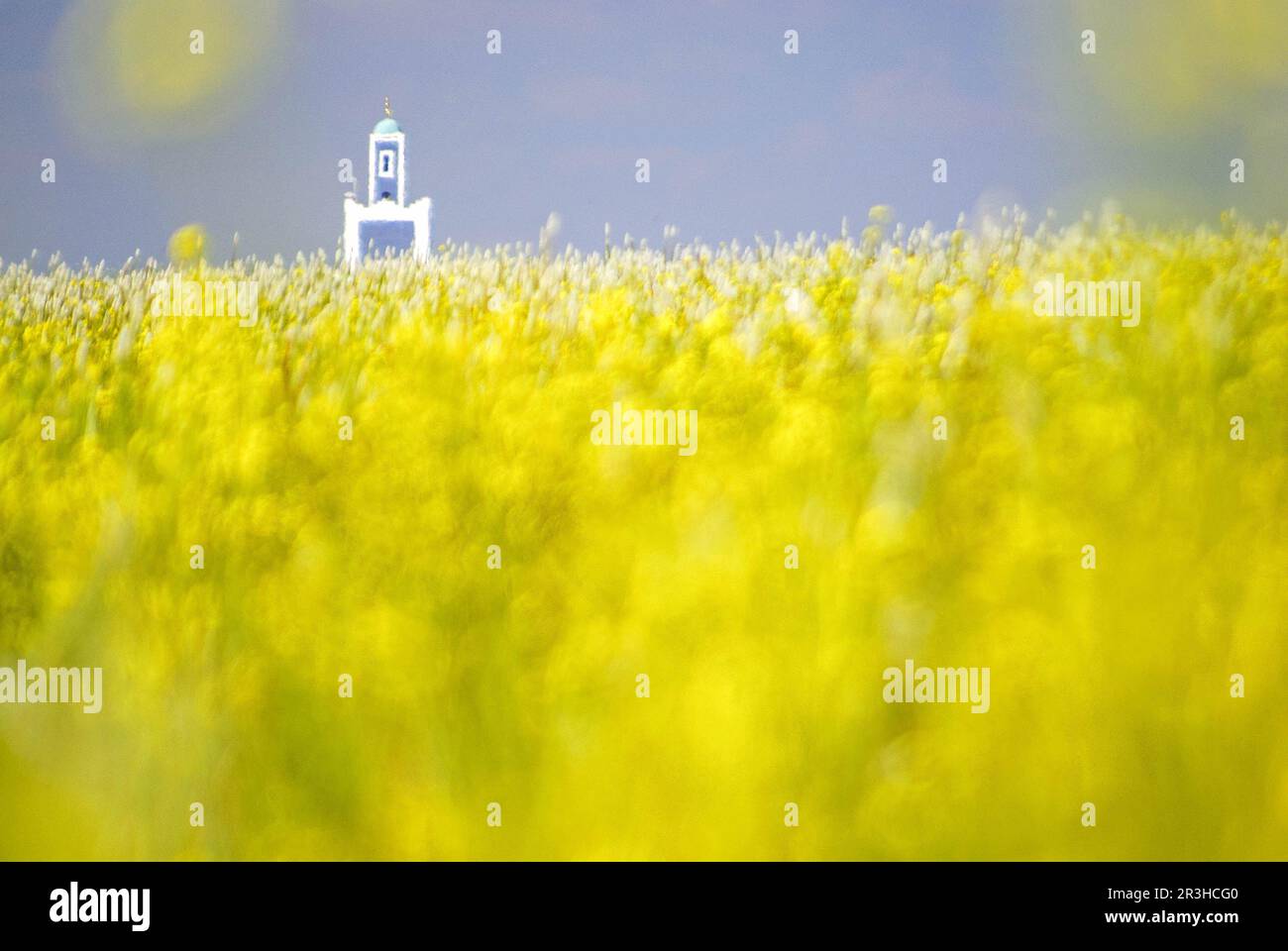 Minaret in a field of flowers. Near Casablanca (Dar-el-Beïda). Morocco ...