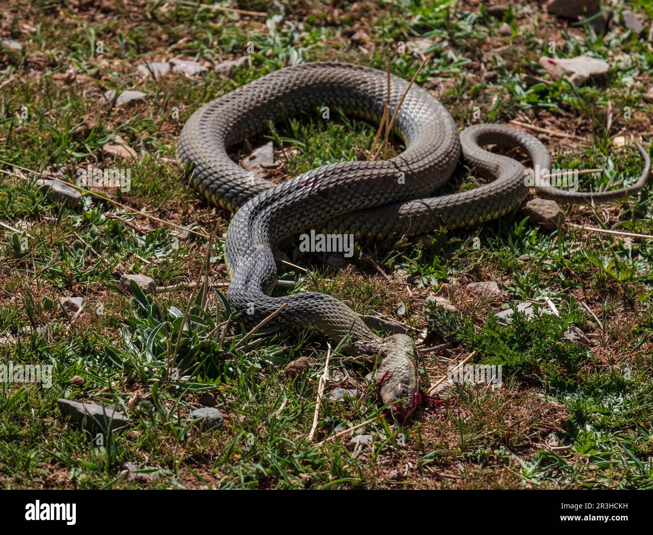 dead snake, Ait Said, Atlas mountain range, morocco, africa Stock Photo ...