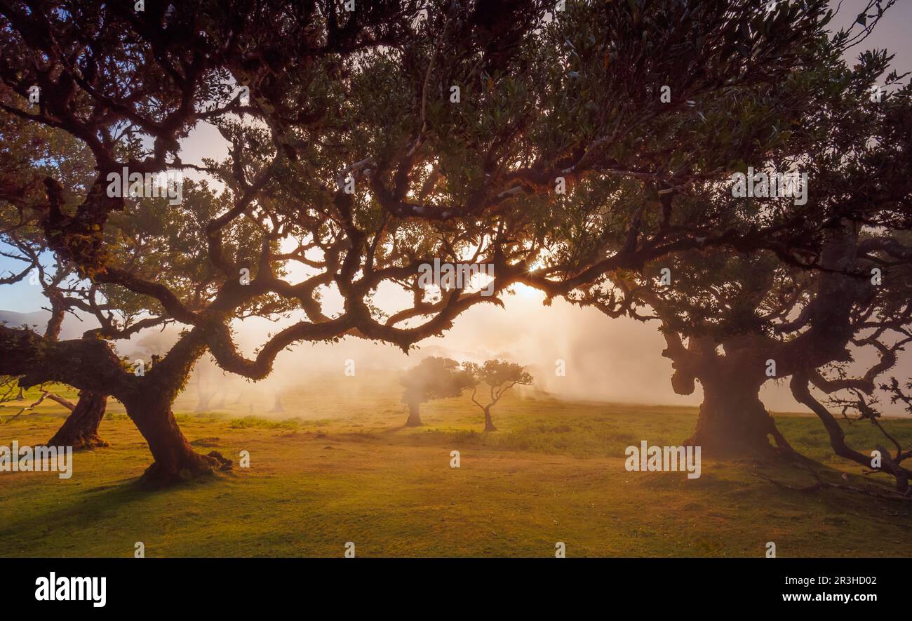 Fanal forest , old mystical trees in Madeira island, Unesco Stock Photo ...