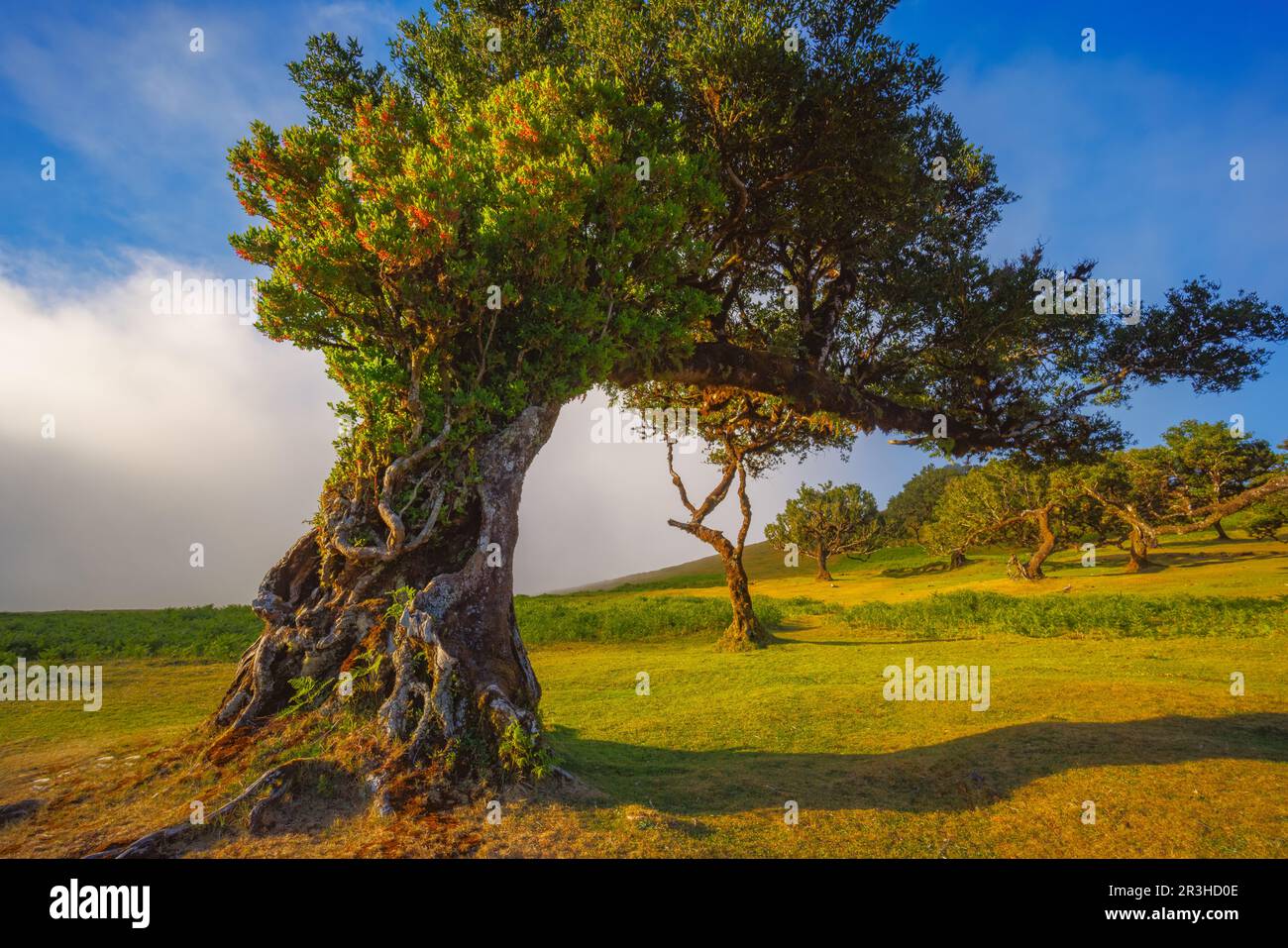 Fanal forest , old mystical tree in Madeira island, Unesco Stock Photo ...