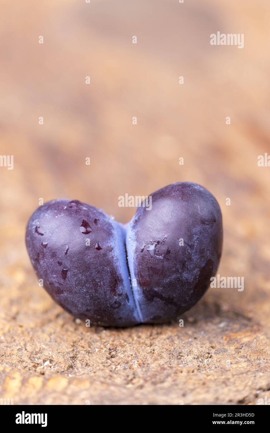 Plum shaped hi-res stock photography and images - Alamy