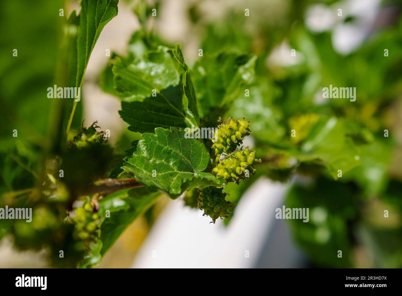 Arbol alba hi-res stock photography and images - Alamy