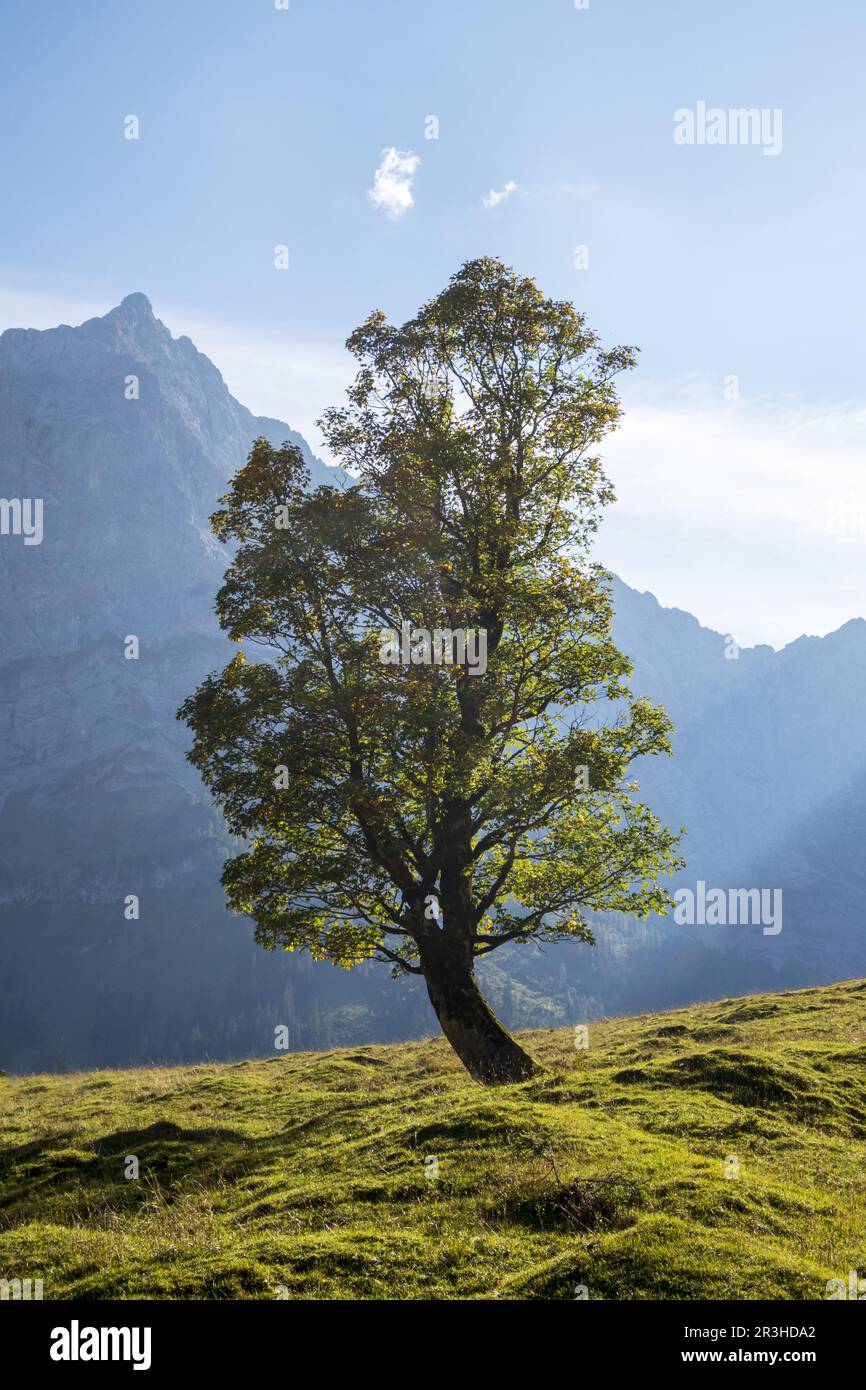 Maple tree in the Karwendel Alps Stock Photo - Alamy