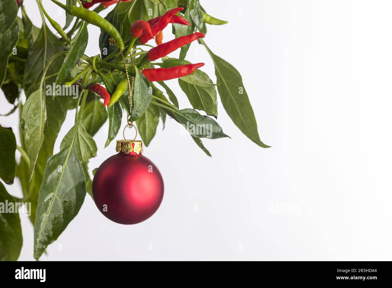 Christmas ball on a chili tree Stock Photo - Alamy