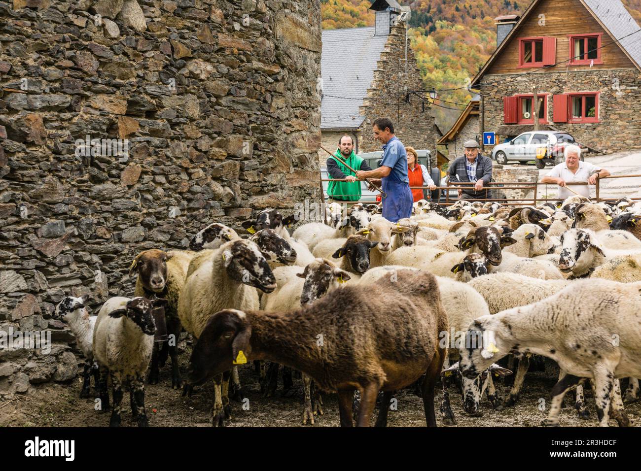 Cordillera de ovejas hi-res stock photography and images - Alamy
