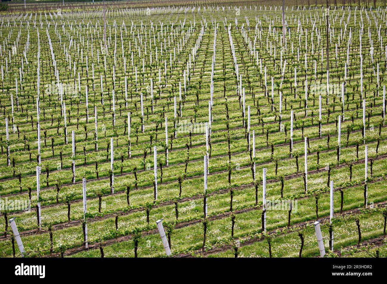Square for vines hi-res stock photography and images - Alamy