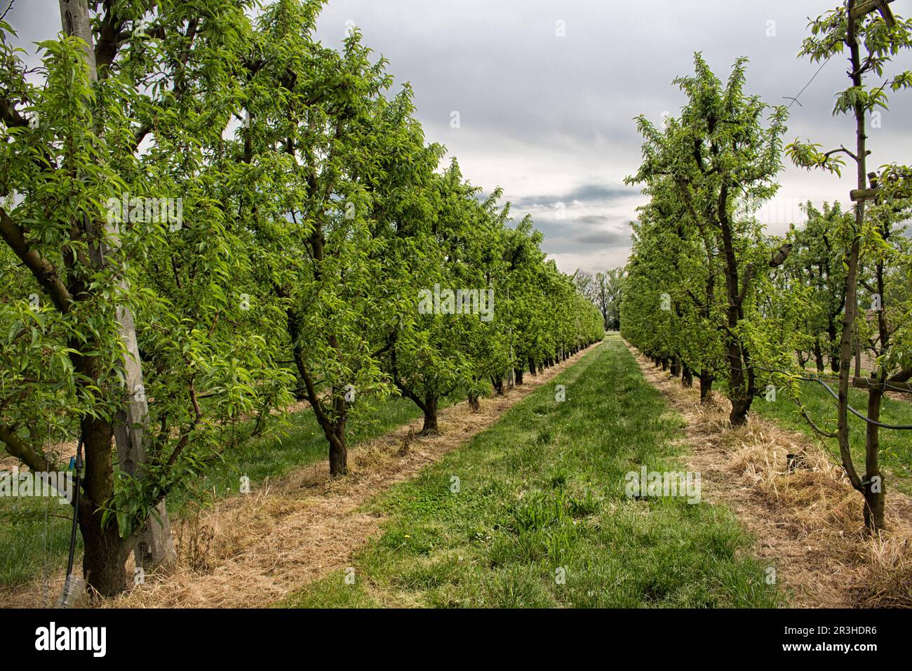 Peach trees rows Stock Photo - Alamy