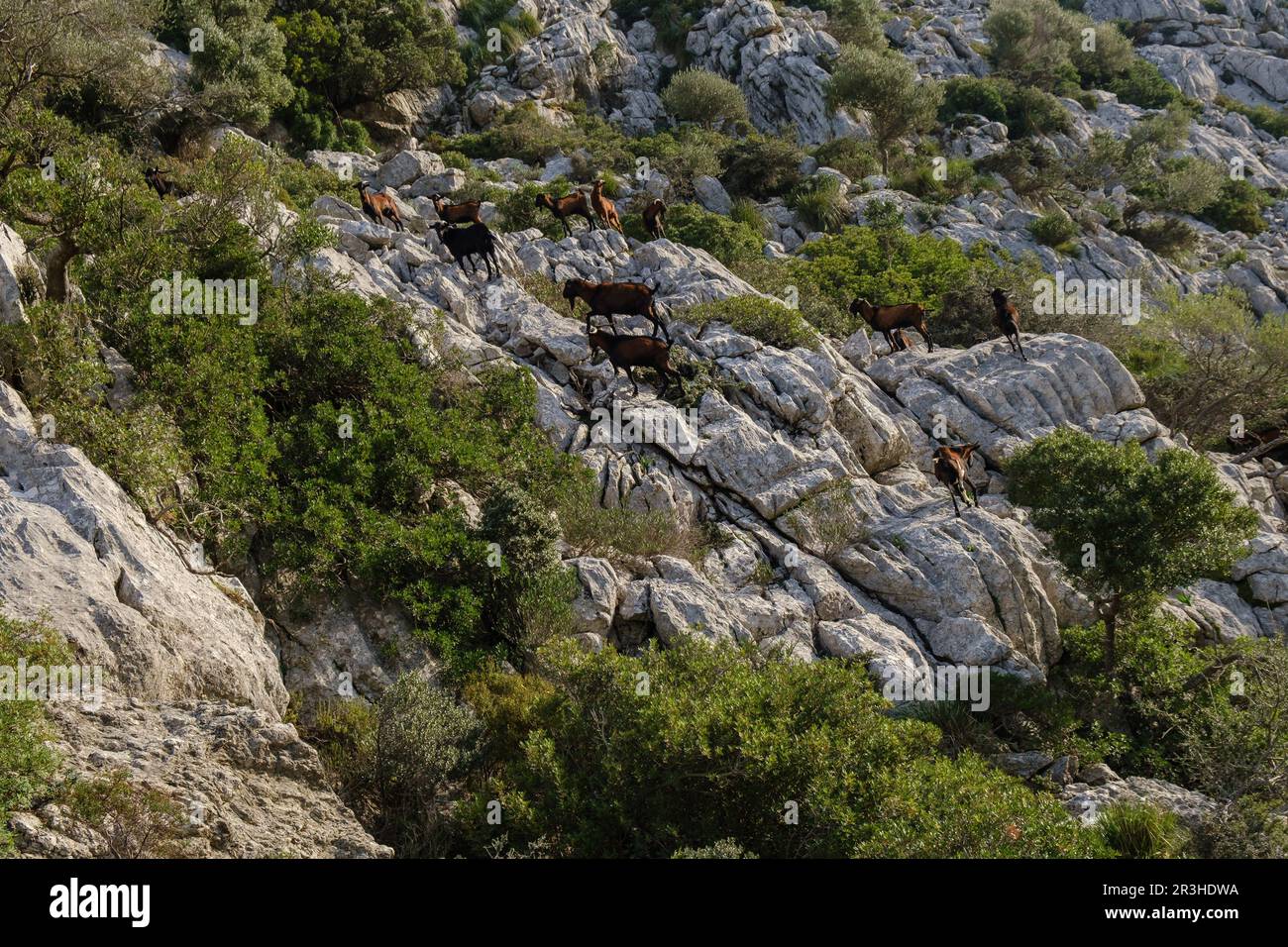 herd of wild goats, Alcanella, Mallorca, Balearic Islands, Spain Stock ...