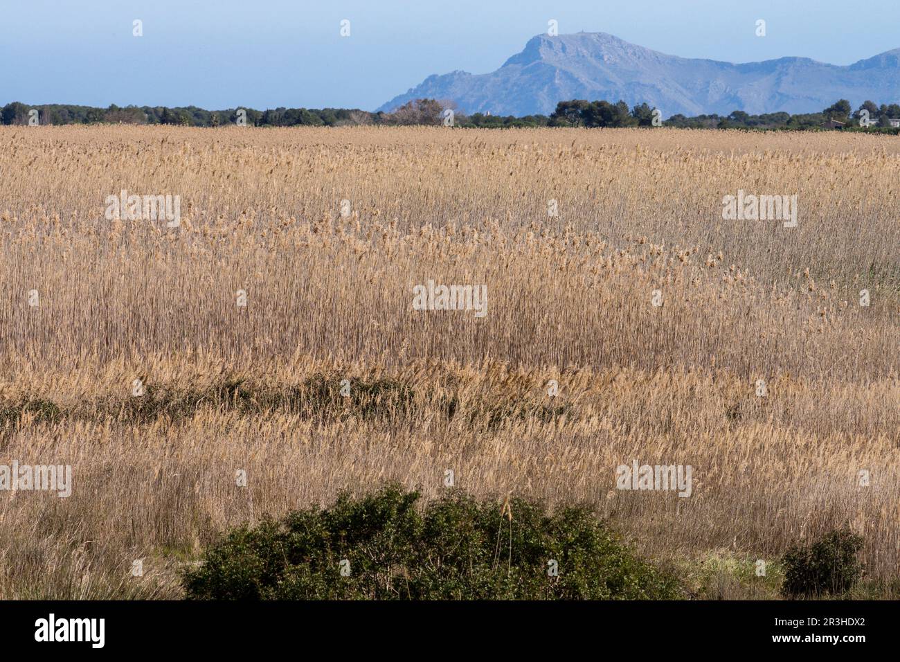 Parque natural de la Albufera de Mallorca, Prat de Son Serra, Mallorca ...
