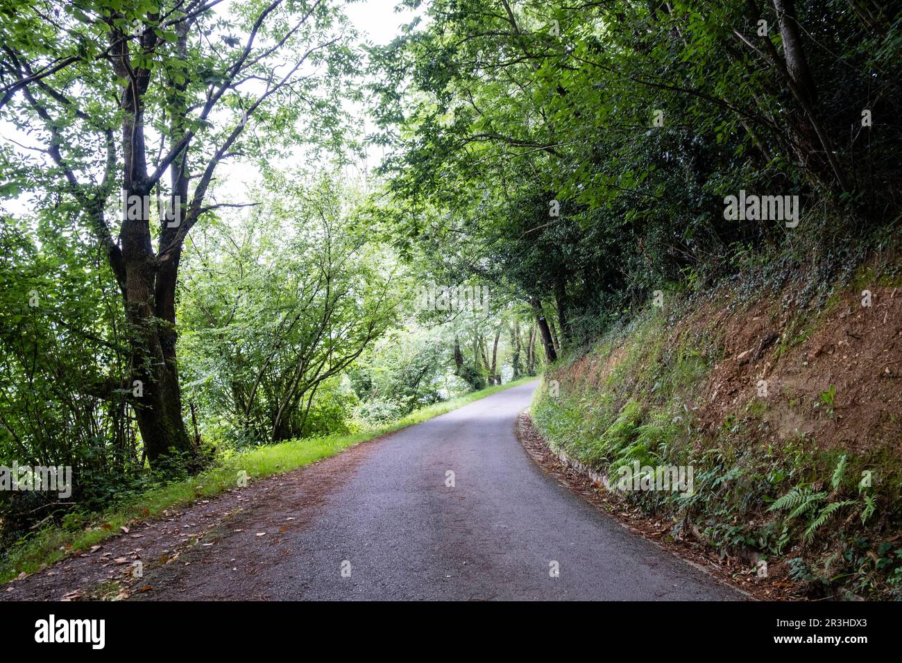 rural road through the forest, Basque Country, Andoain, Spain Stock ...