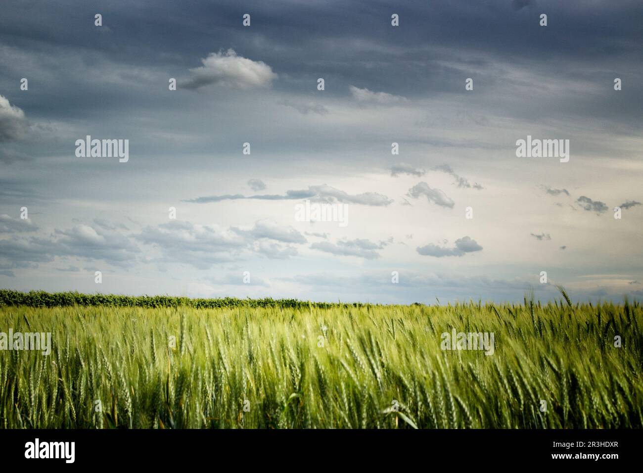 Wheat fields in Italian countryside Stock Photo - Alamy