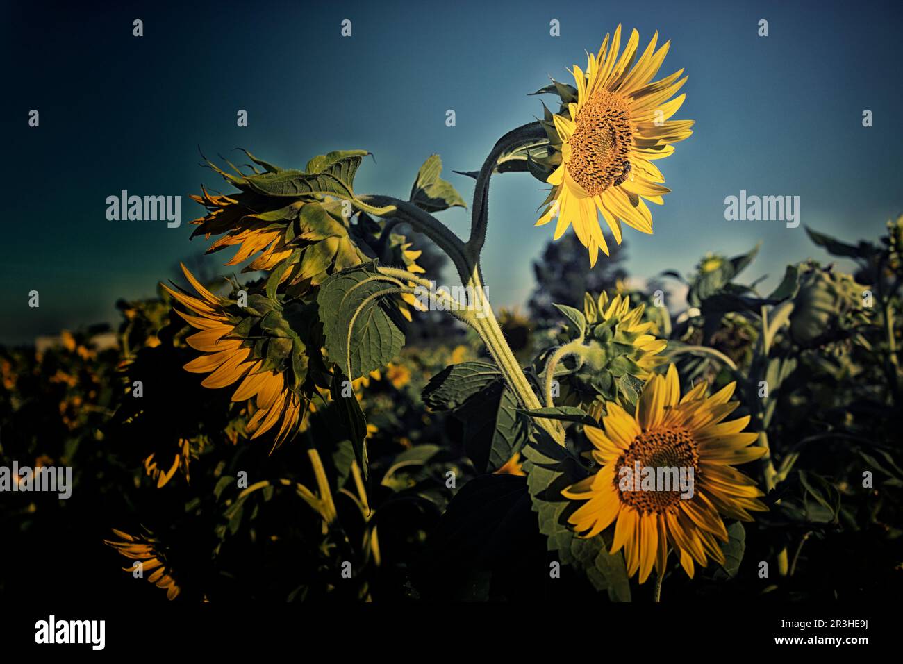 Sunset bee hi-res stock photography and images - Alamy