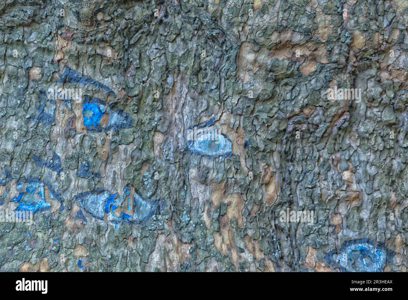 Blue eyes drawn on a tree Stock Photo - Alamy