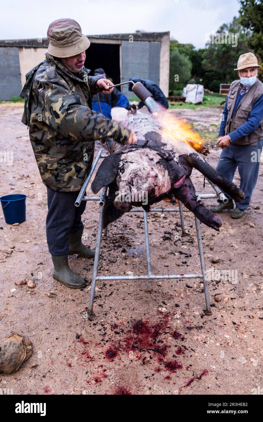traditional slaughter of the Mallorcan black pig, Mallorca, Balearic ...