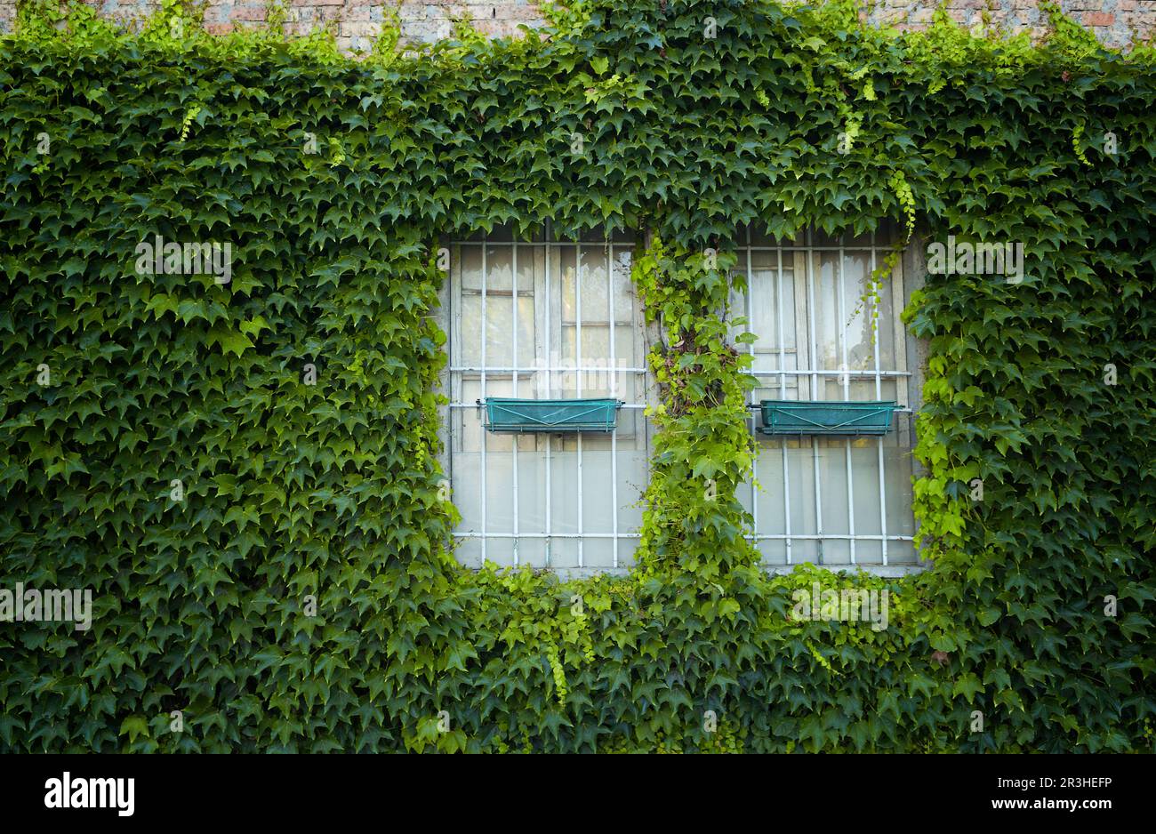 Windows surrounded by creeper Stock Photo - Alamy