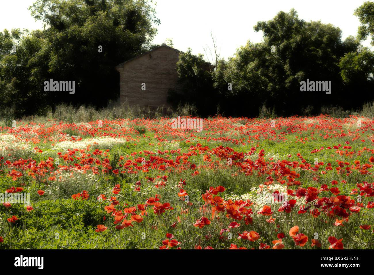 Red poppies fields hi-res stock photography and images - Alamy