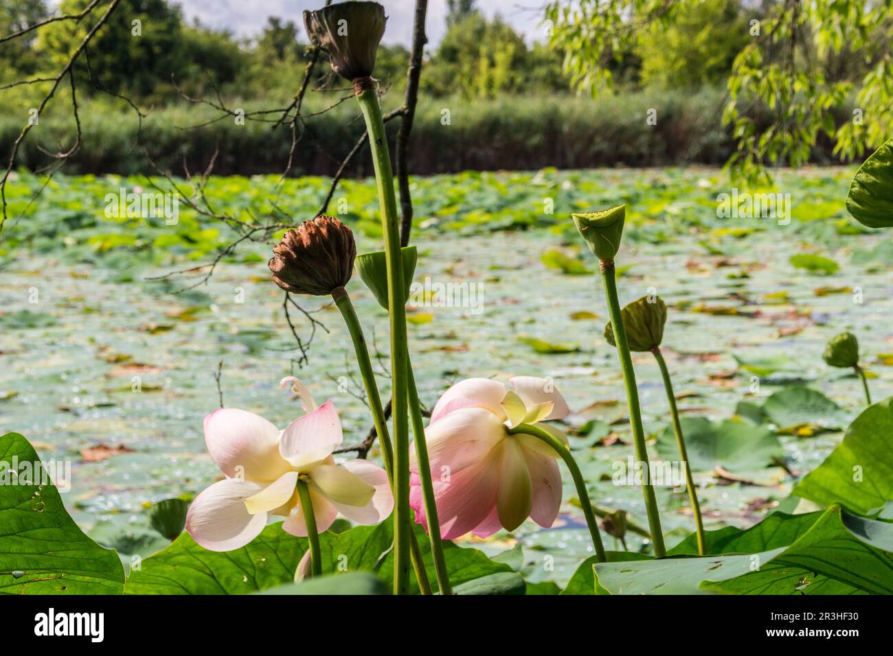 Pure lotus hi-res stock photography and images - Alamy