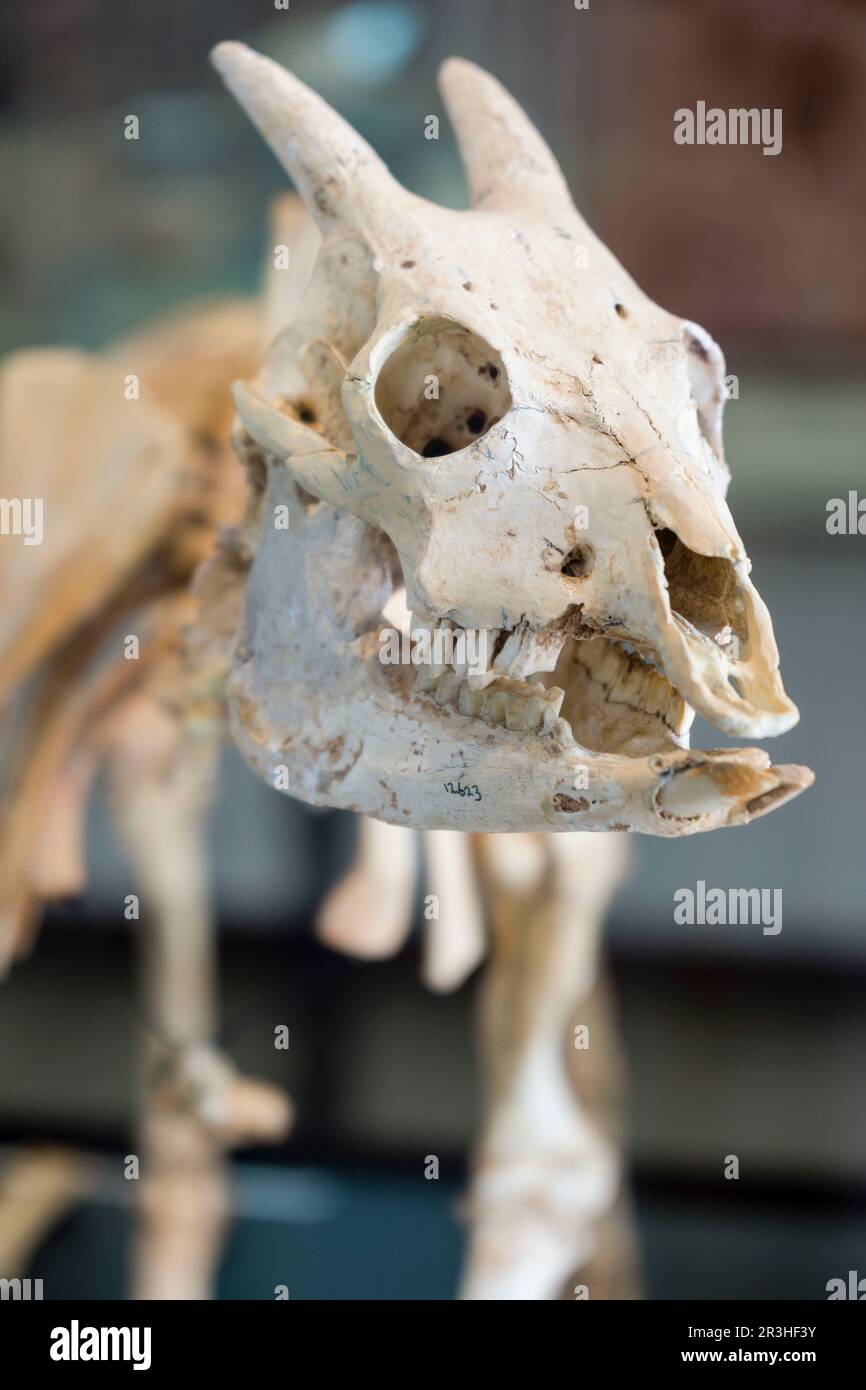 restos fósiles de Myotragus balearicus Bate, Museu Balear de Ciències ...