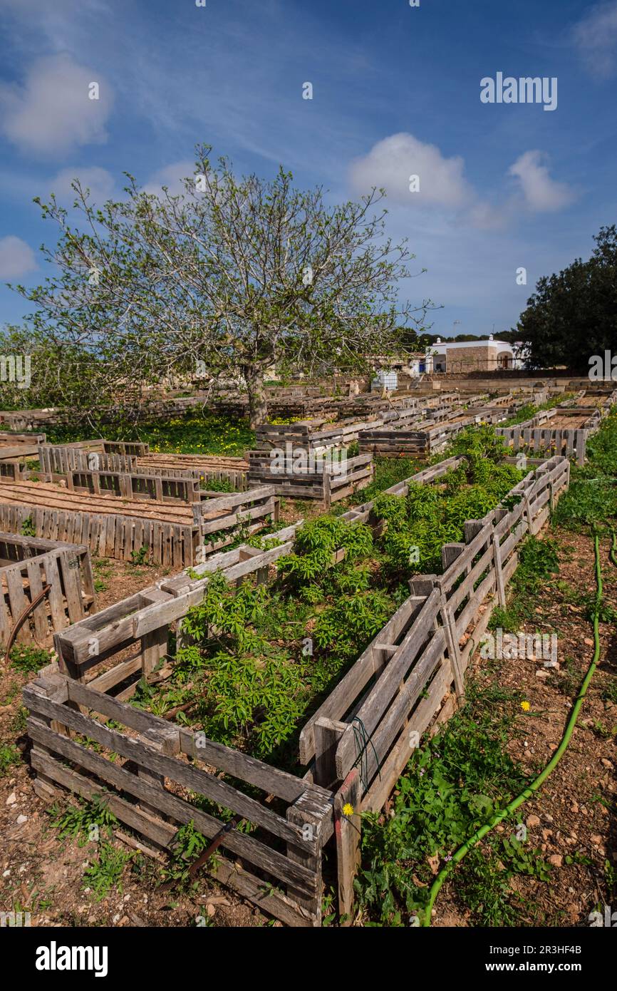 production of organic food Formatierra, Formentera, Pitiusas Islands ...