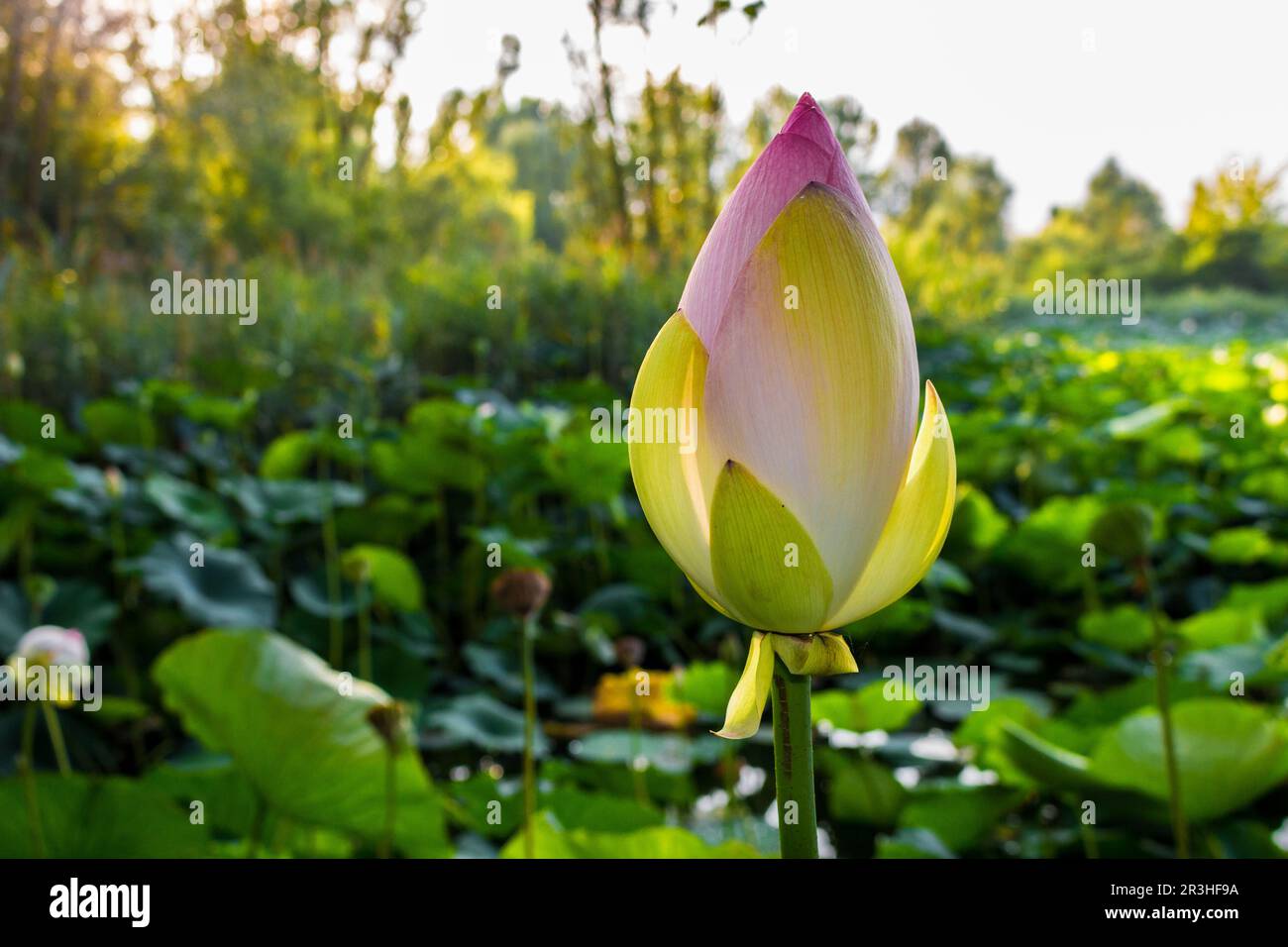Aquatic plants lotus leaves sacred lotus nelumbo nucifera hi-res stock ...