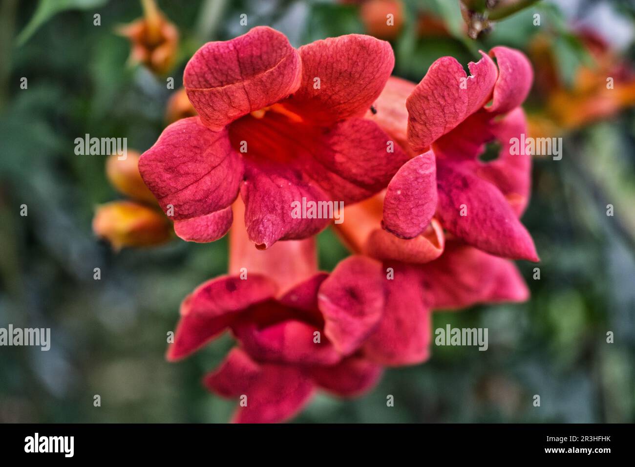 Bignonia campsis flower Stock Photo - Alamy