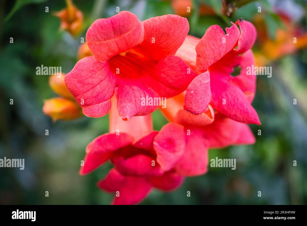 Bignonia campsis flower Stock Photo - Alamy