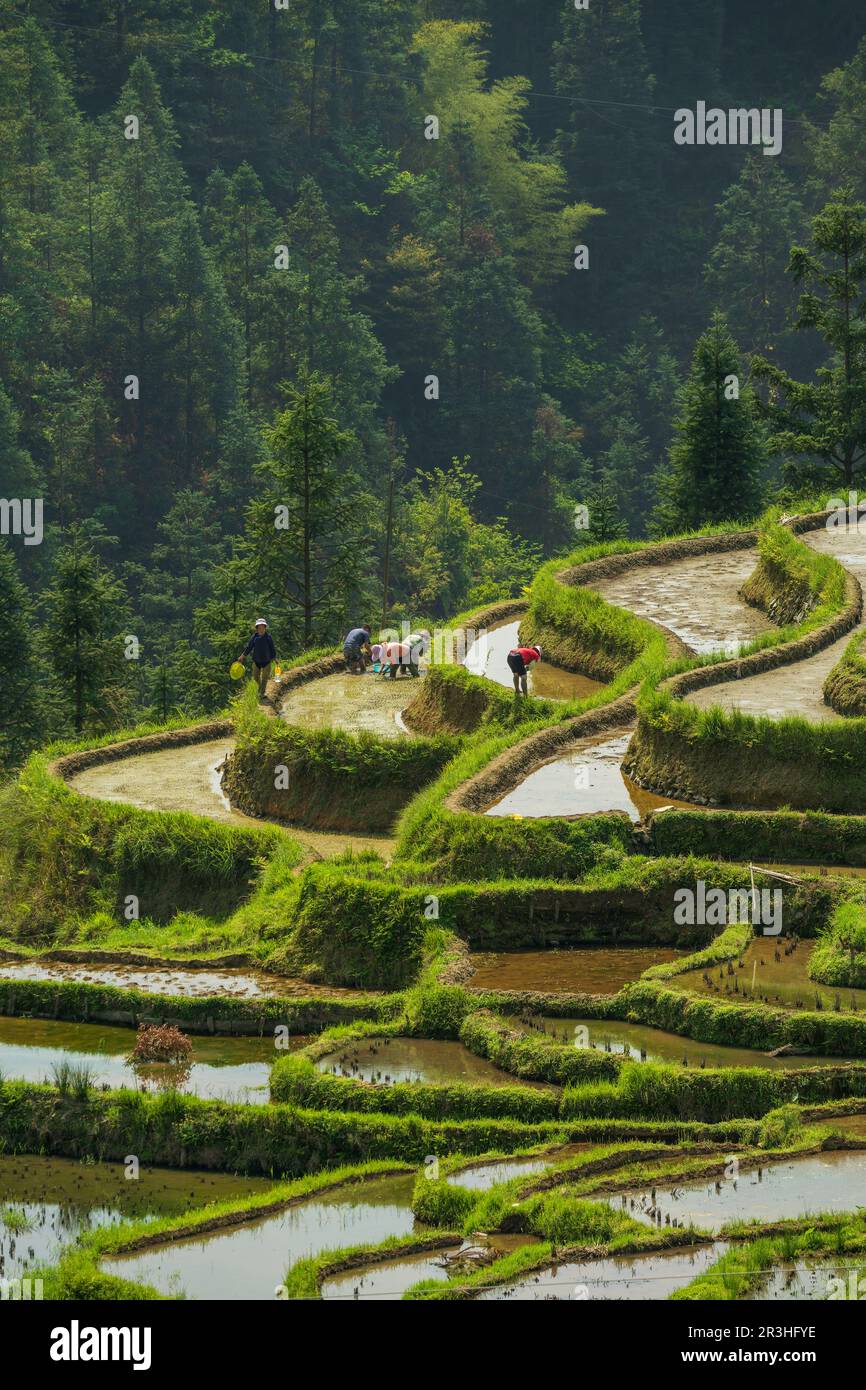 landscape of terrace fields and farmers Stock Photo - Alamy