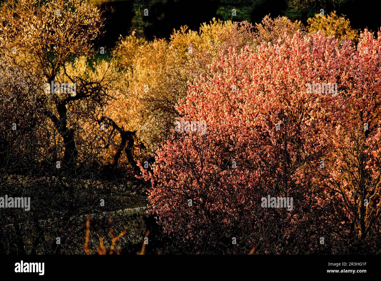 Almendros en flor.Algaida. Mallorca. Baleares.España Stock Photo - Alamy