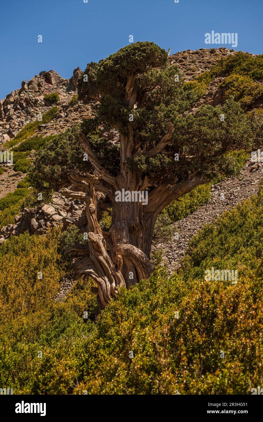 juniper from the Atlas, Juniperus thurifera, Azib Ikkis, Atlas mountain ...