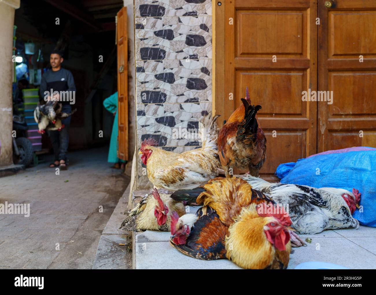 sale of roosters, Talaa Kebira , Fès el-Bali, Fez, morocco, africa ...