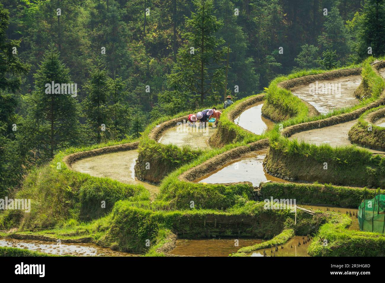 landscape of terrace fields and farmers Stock Photo - Alamy