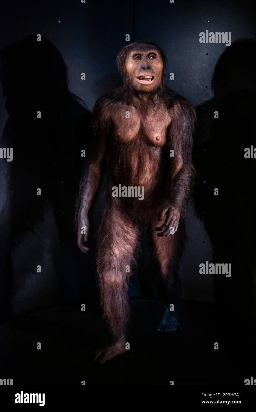 Australopithecus Africanus Reconstruction