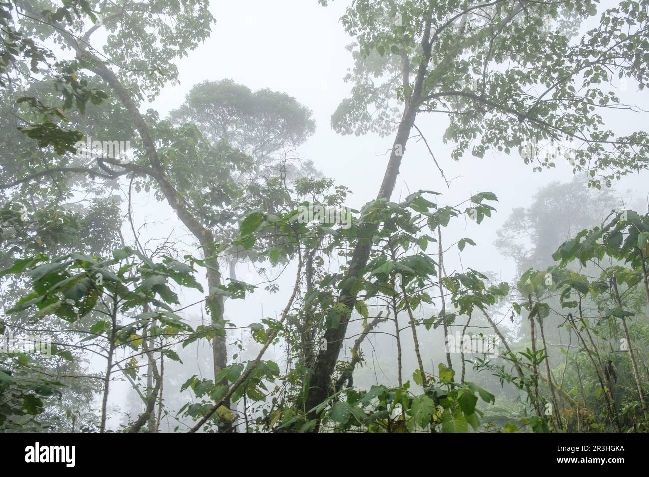 bosque humedo, El Quiche, Sierra de los Cuchumatanes,Guatemala, Central ...