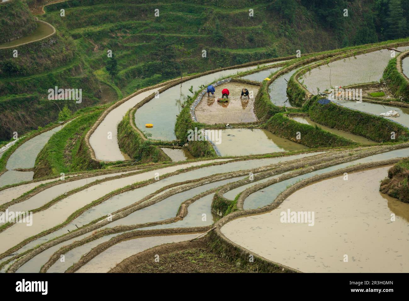 landscape of terrace fields and farmers Stock Photo - Alamy