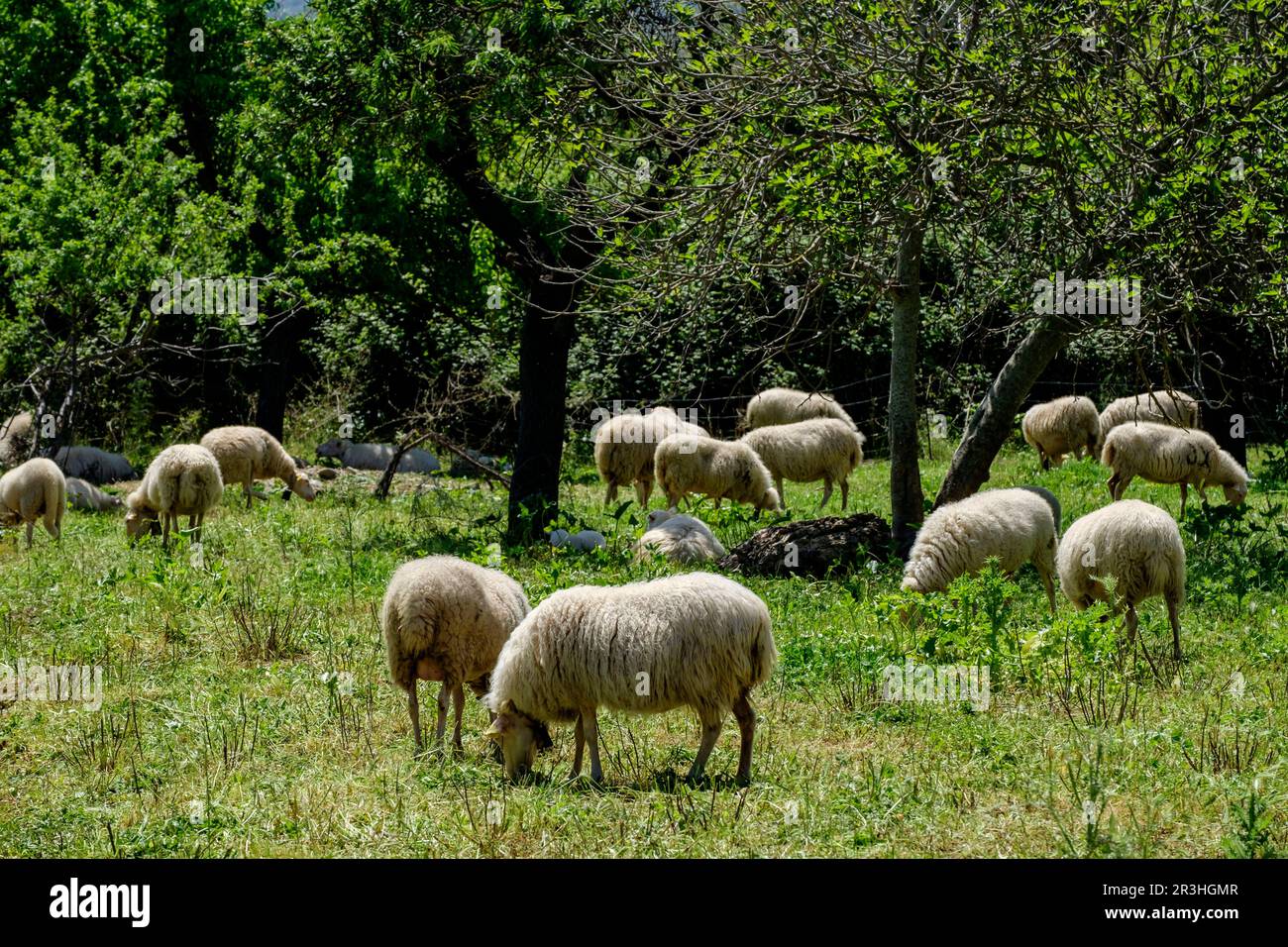 Ovejas pastando hi-res stock photography and images - Alamy