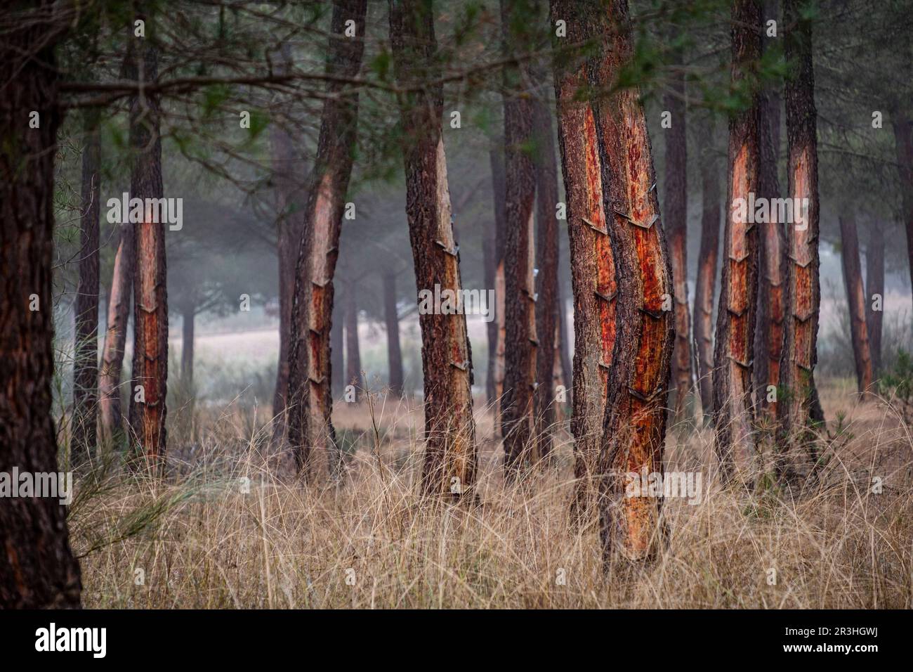 resin extraction in a Pinus pinaster forest, Montes de Coca, Segovia ...