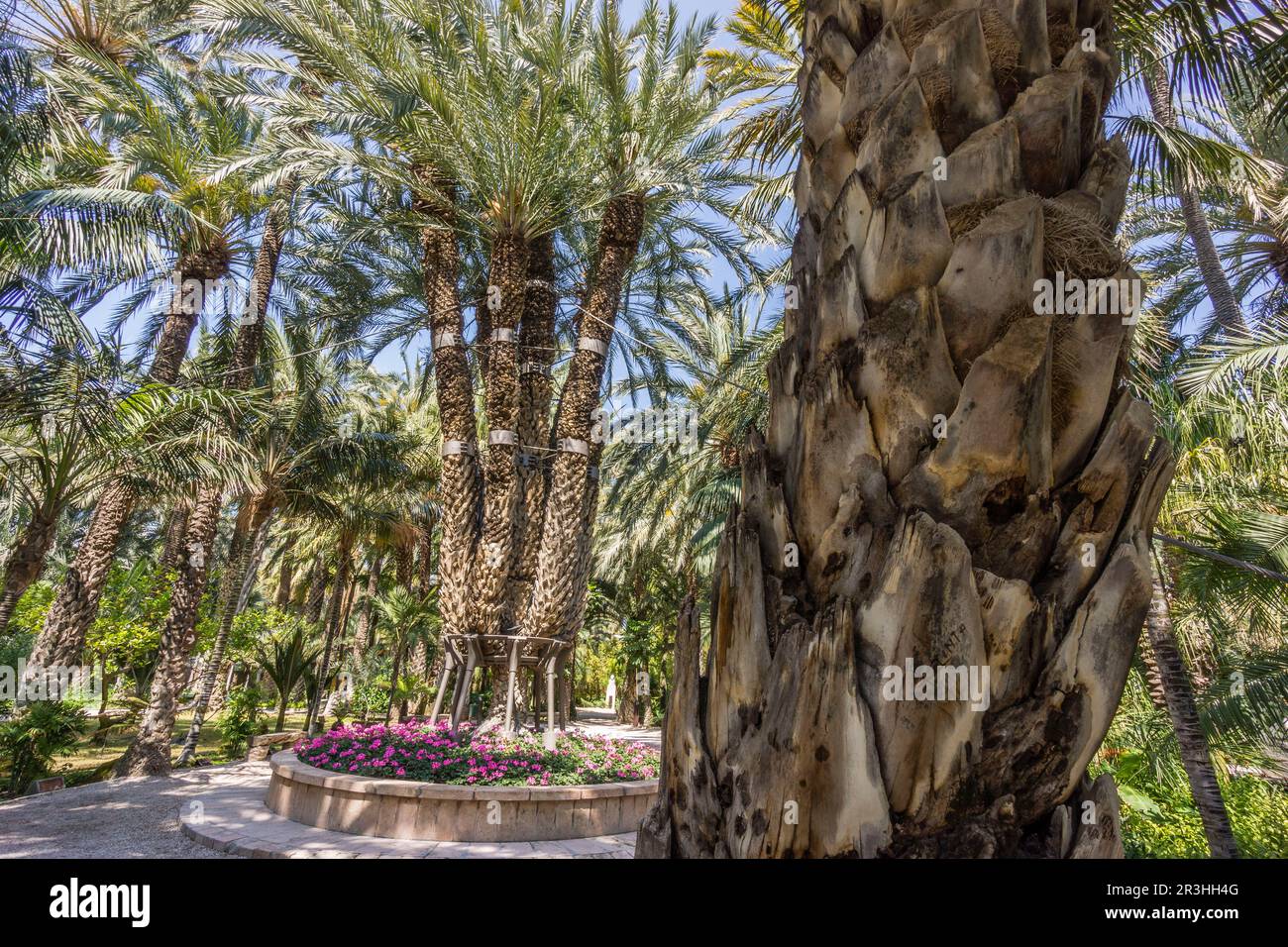 palmera Imperial, Hort del Cura, - jardin del Cura- ,Palmeral de Elche ...