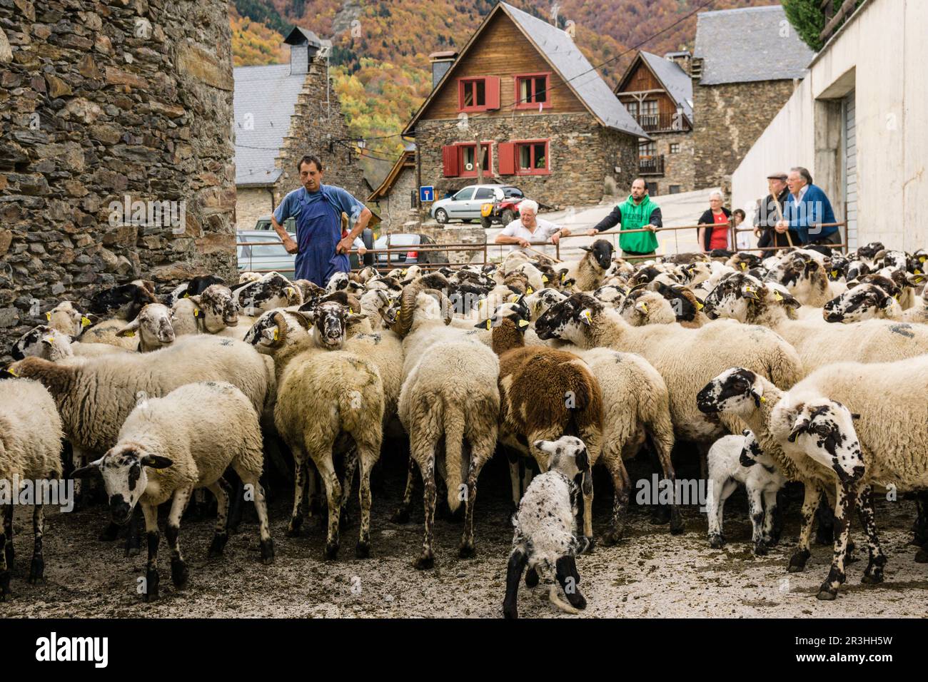 Cordillera de ovejas hi-res stock photography and images - Alamy