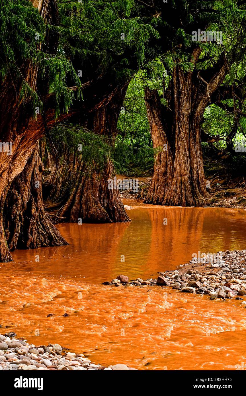 Ahuehuetes next to a grown river, Taxodium mucronatum , Mixteca. State ...
